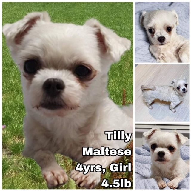 Dog for Adoption - Tilly from Korea, a Maltese in Thurston County, WA ...