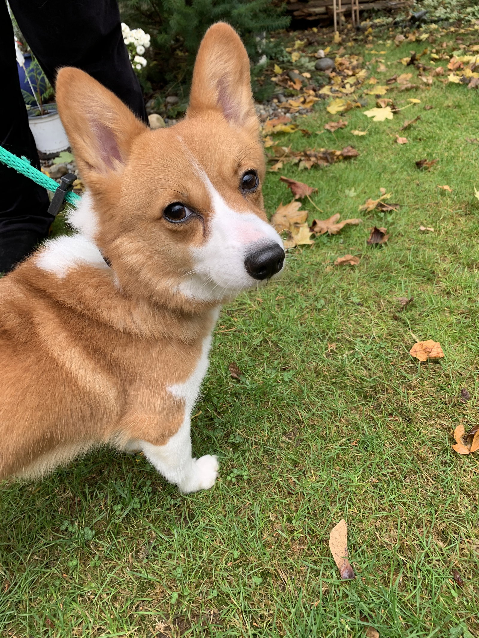 Dog for Adoption - Winnie from Korea, a Pembroke Welsh Corgi in ...