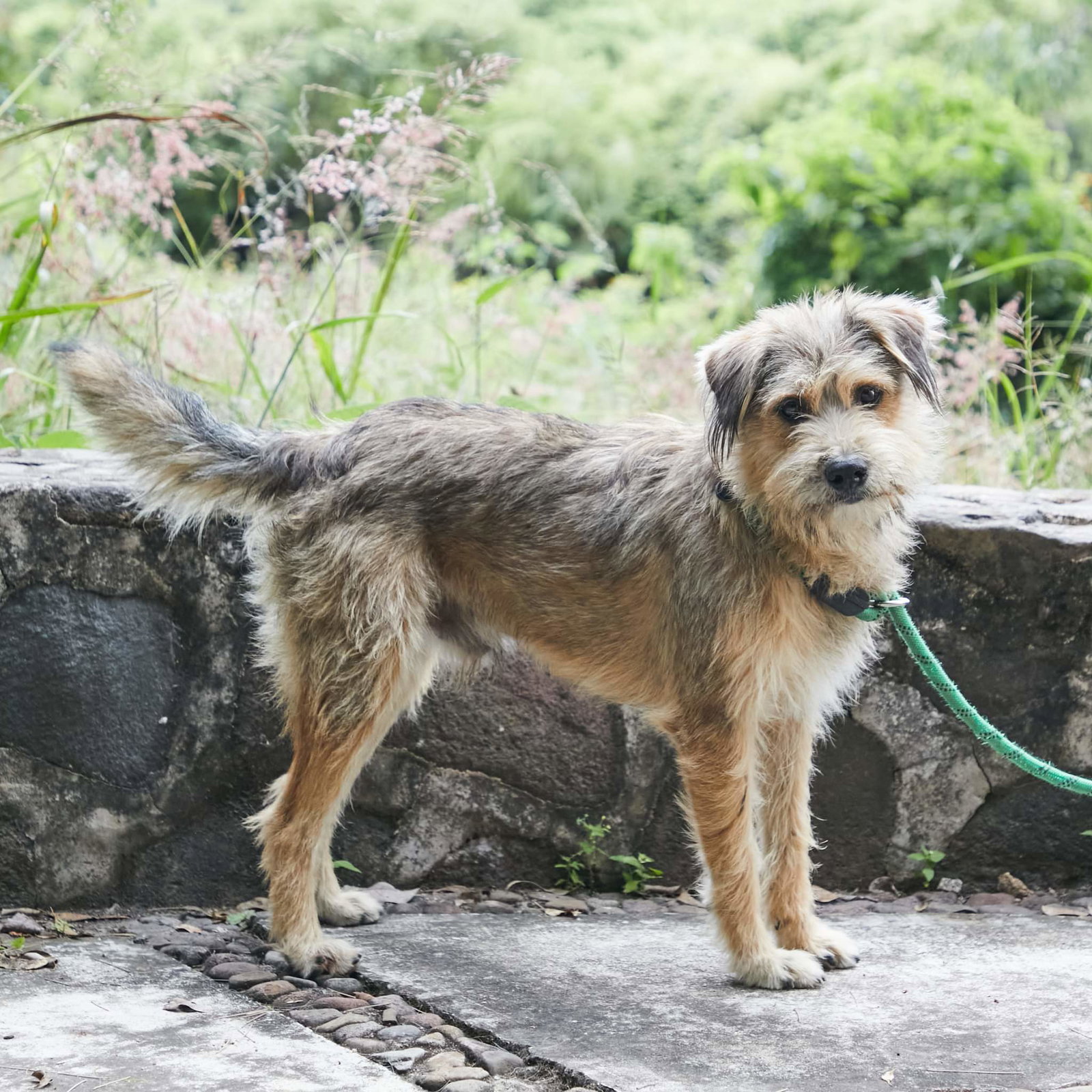 Dog for Adoption - Pongo Syd from Mexico, a Terrier in Thurston County ...