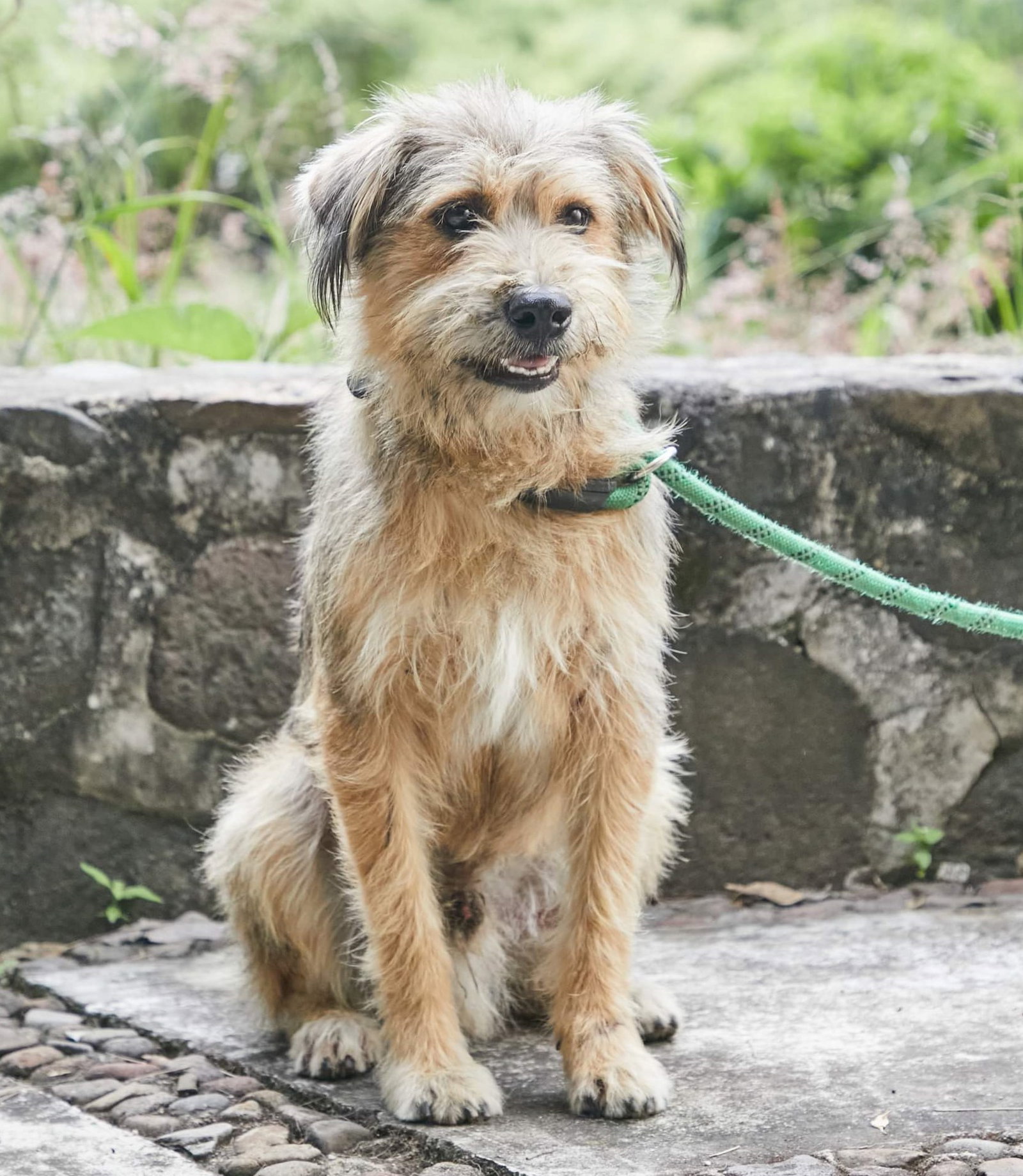 Dog for Adoption - Pongo Syd from Mexico, a Terrier in Thurston County ...