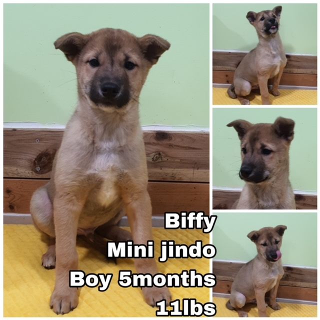 Dog for Adoption - Biffy from Korea, a Jindo (Korean) in Tacoma, WA ...
