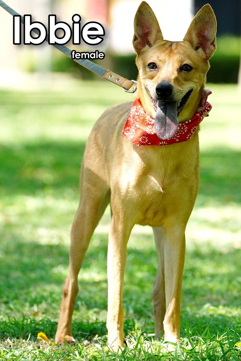 Dog for Adoption - Ibbie from Taiwan, a Mountain Dog in Tacoma, WA ...