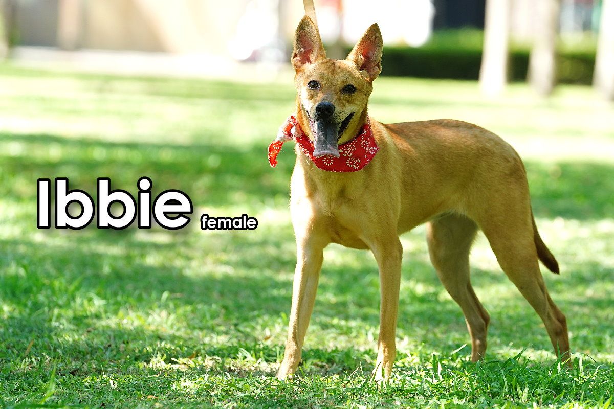 Dog for Adoption - Ibbie from Taiwan, a Mountain Dog in Tacoma, WA ...