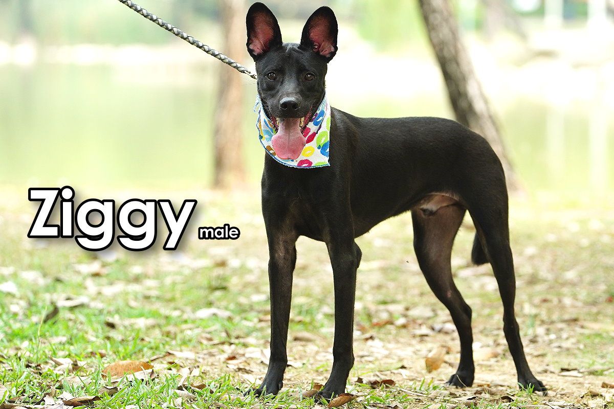 Dog for Adoption - Ziggy from Taiwan, a Mountain Dog in Port Orchard ...