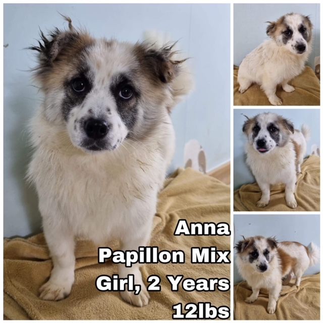 Dog for Adoption - Anna from Korea, a Papillon in Tacoma, WA | Alpha Paw