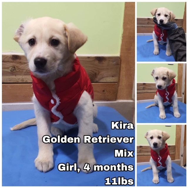 Dog for Adoption - Kira from Korea, a Golden Retriever in Lake Stevens ...