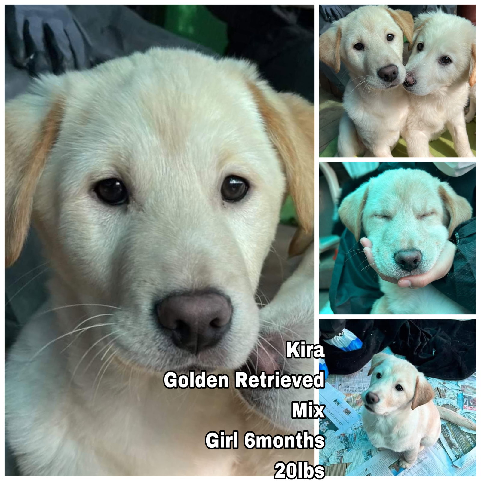 Dog for Adoption - Kira from Korea, a Golden Retriever in Lake Stevens ...