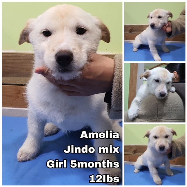 Dog for Adoption - Amelia from Korea, a Jindo (Korean) in Olympia, WA ...