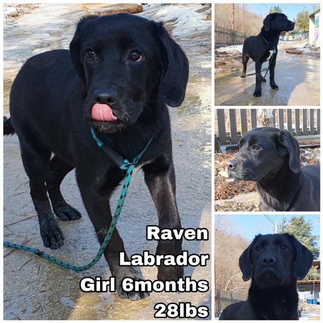 Dog for Adoption - Raven from Korea, a Labrador Retriever in Sammamish ...