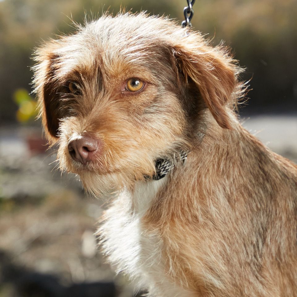Dog for Adoption - Sally Syd from Mexico, a Border Terrier in Thurston ...
