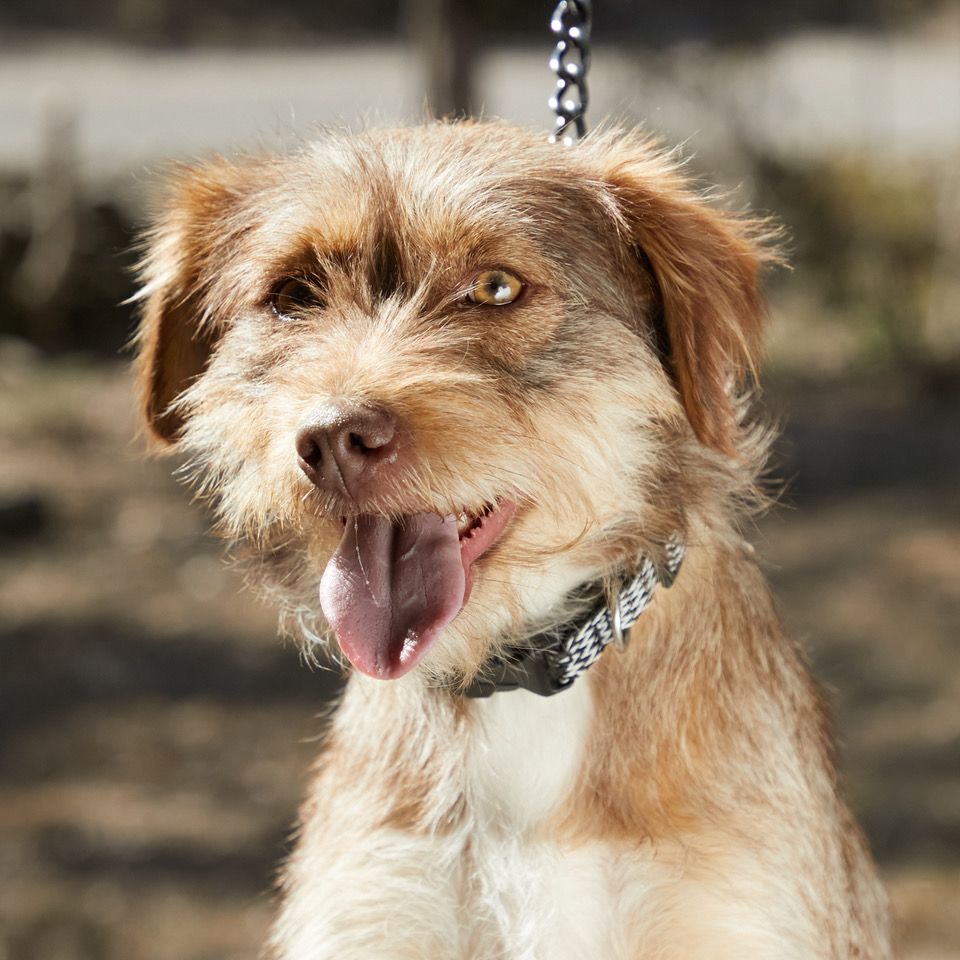 Dog for Adoption - Sally Syd from Mexico, a Border Terrier in Thurston ...