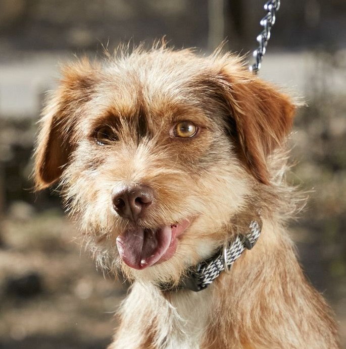 Dog for Adoption - Sally Syd from Mexico, a Border Terrier in Thurston ...