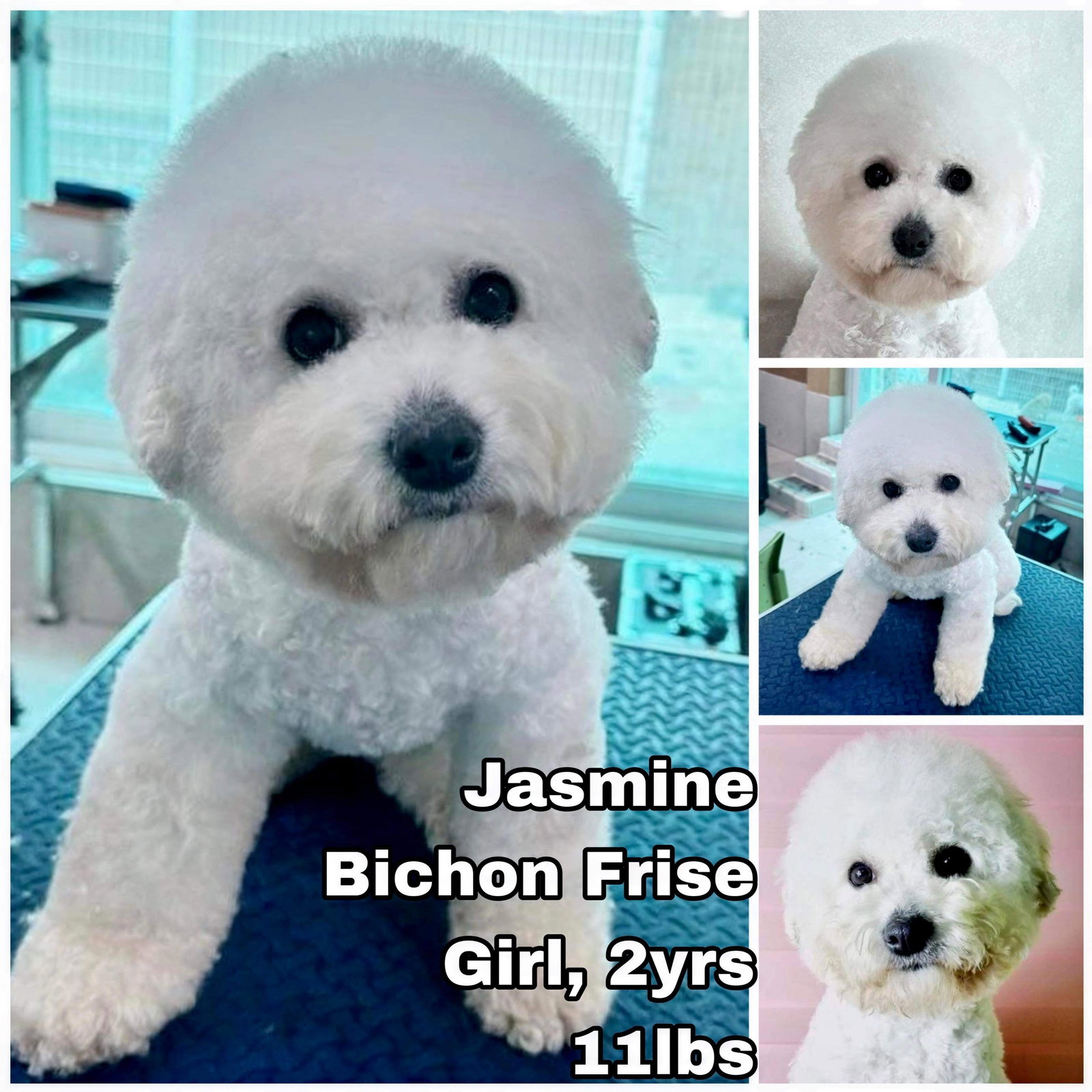 Dog for Adoption - Jasmine form Korea, a Bichon Frise in Bothell, WA ...
