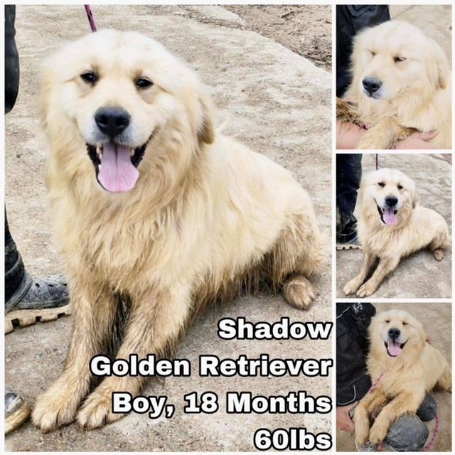 Dog for Adoption - Shadow from Korea, a Golden Retriever in Gold Bar ...
