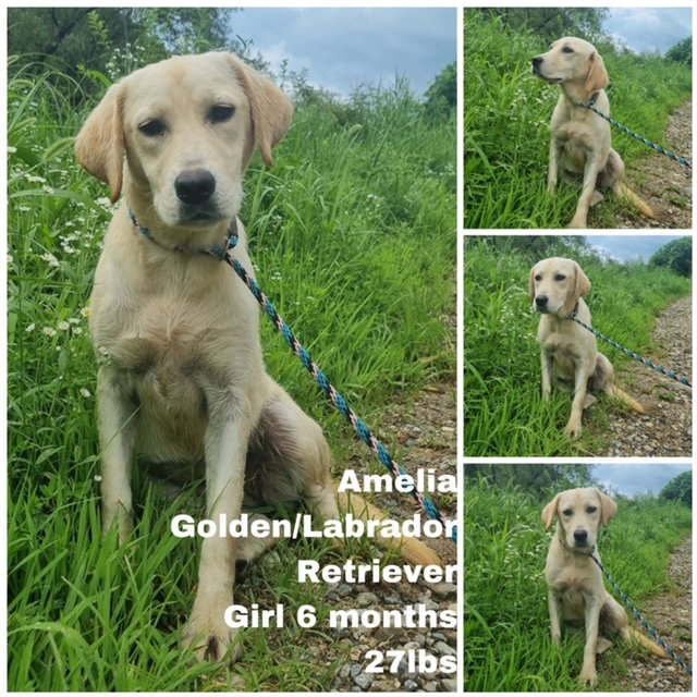 Dog for Adoption - Amelia from Korea, a Golden Retriever in Poulsbo, WA ...