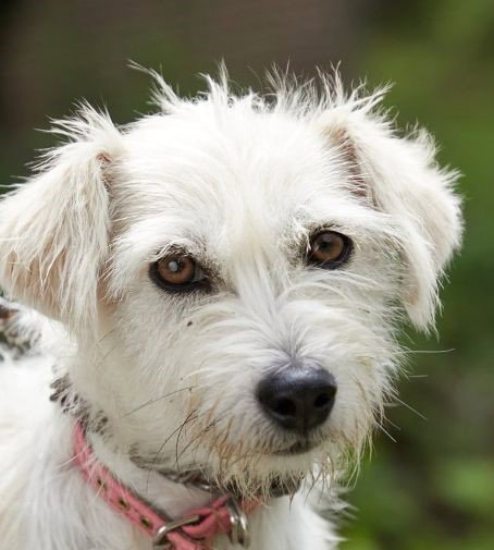 Dog for Adoption - Celia Syd from Mexico, a Terrier in Gig Harbor, WA ...