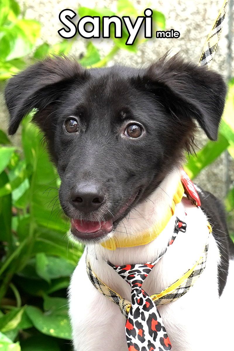 Dog for Adoption - Sanyi from Taiwan, a Border Collie in Sultan, WA ...