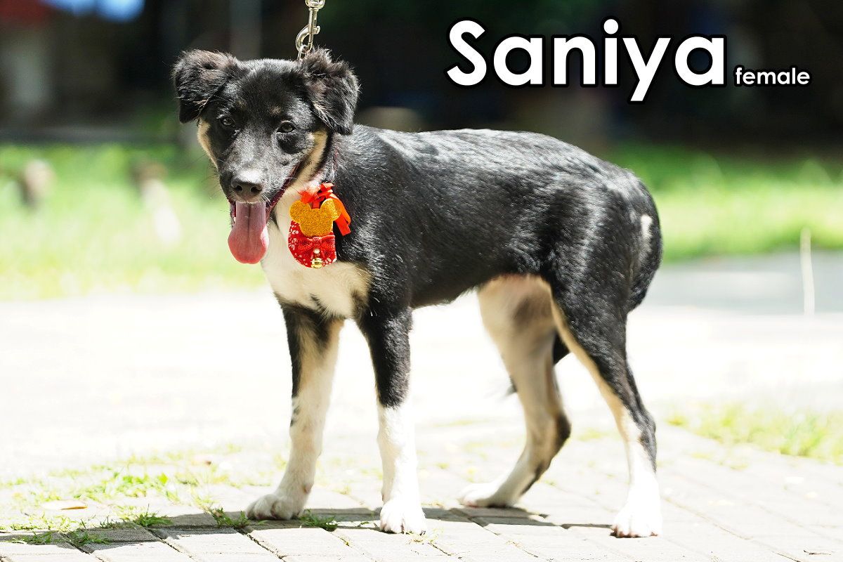 Dog for Adoption - Saniya from Taiwan, a Border Collie in Sultan, WA ...