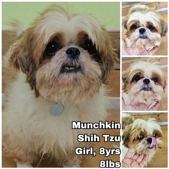 Dog for Adoption - Munchkin from Korea, a Shih Tzu in Sultan, WA ...