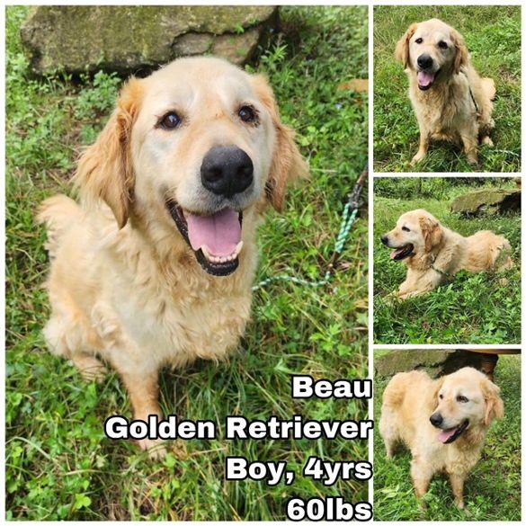 Dog for Adoption - Beau from Korea, a Golden Retriever in Boulevard ...