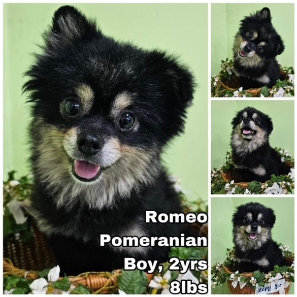 Dog for Adoption - Romeo from Korea, a Pomeranian in Wauna, WA | Alpha Paw