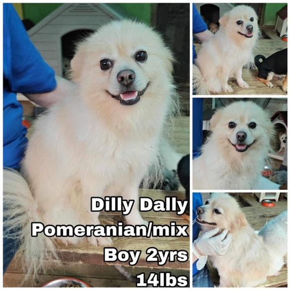 Dog for Adoption - Dilly Dally from Korea, a Pomeranian in Tumwater, WA ...