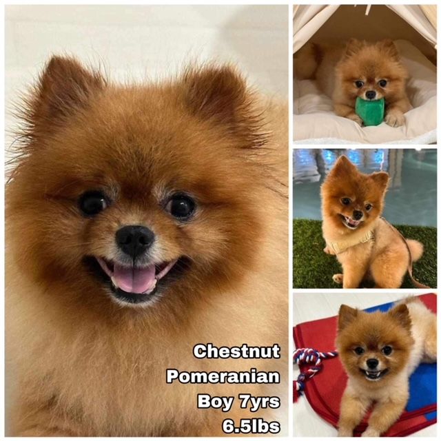 Dog for Adoption - Chestnut from Korea, a Pomeranian in Sammamish, WA ...