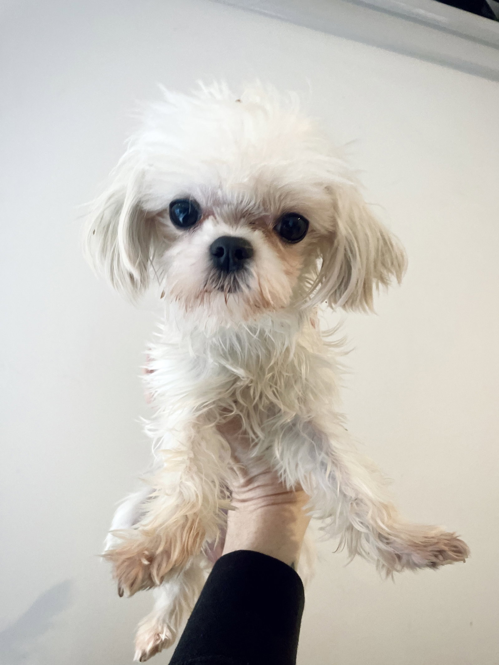 Dog for Adoption - Pikachu from Korea, a Maltese in Lakewood, WA ...