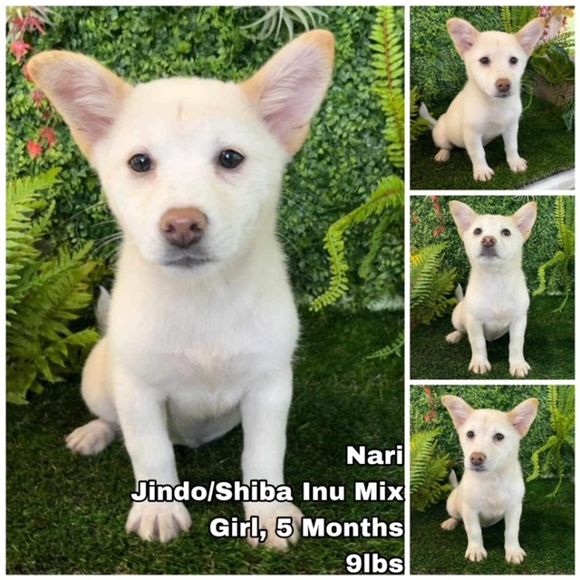 Dog for Adoption - Nari from Korea, a Jindo (Korean) in Lakewood, WA ...