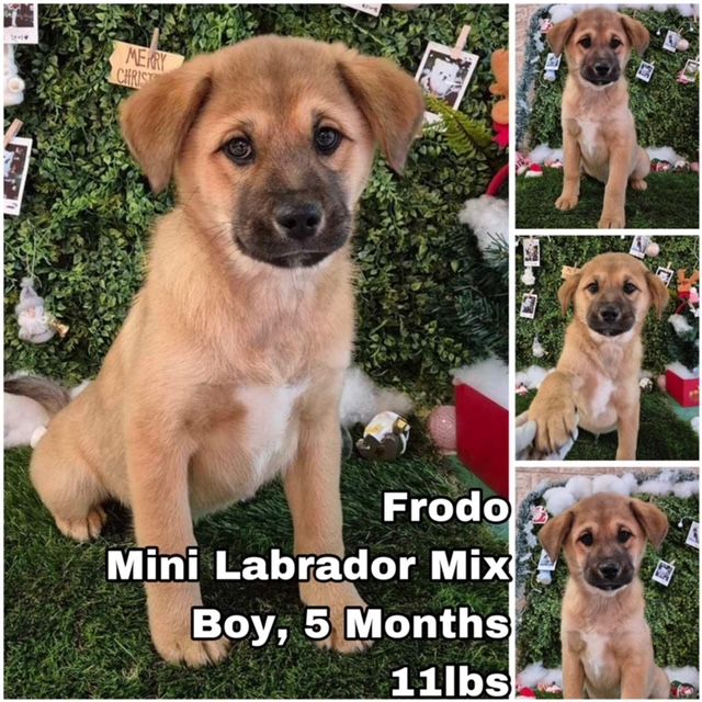 Dog adoption in Federal Way, WA 98003 : Jindo (Korean) / Labrador ...