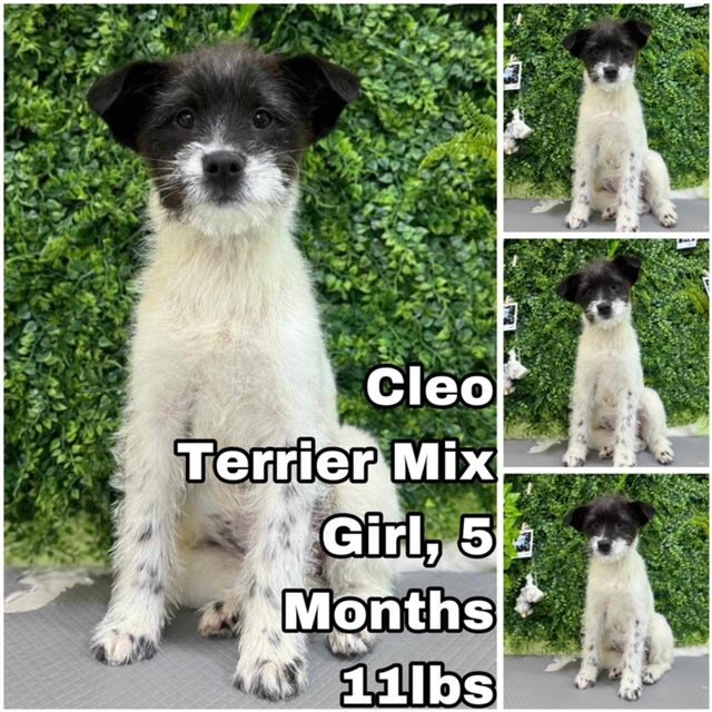 Dog for Adoption - Cleo from Korea, a Terrier in Key Center, WA | Alpha Paw
