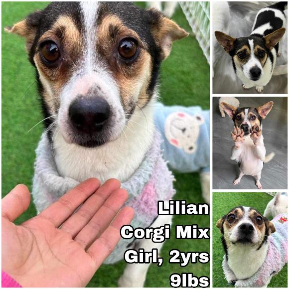 Dog for Adoption - Lilian from Korea, a Corgi in Seattle, WA | Alpha Paw