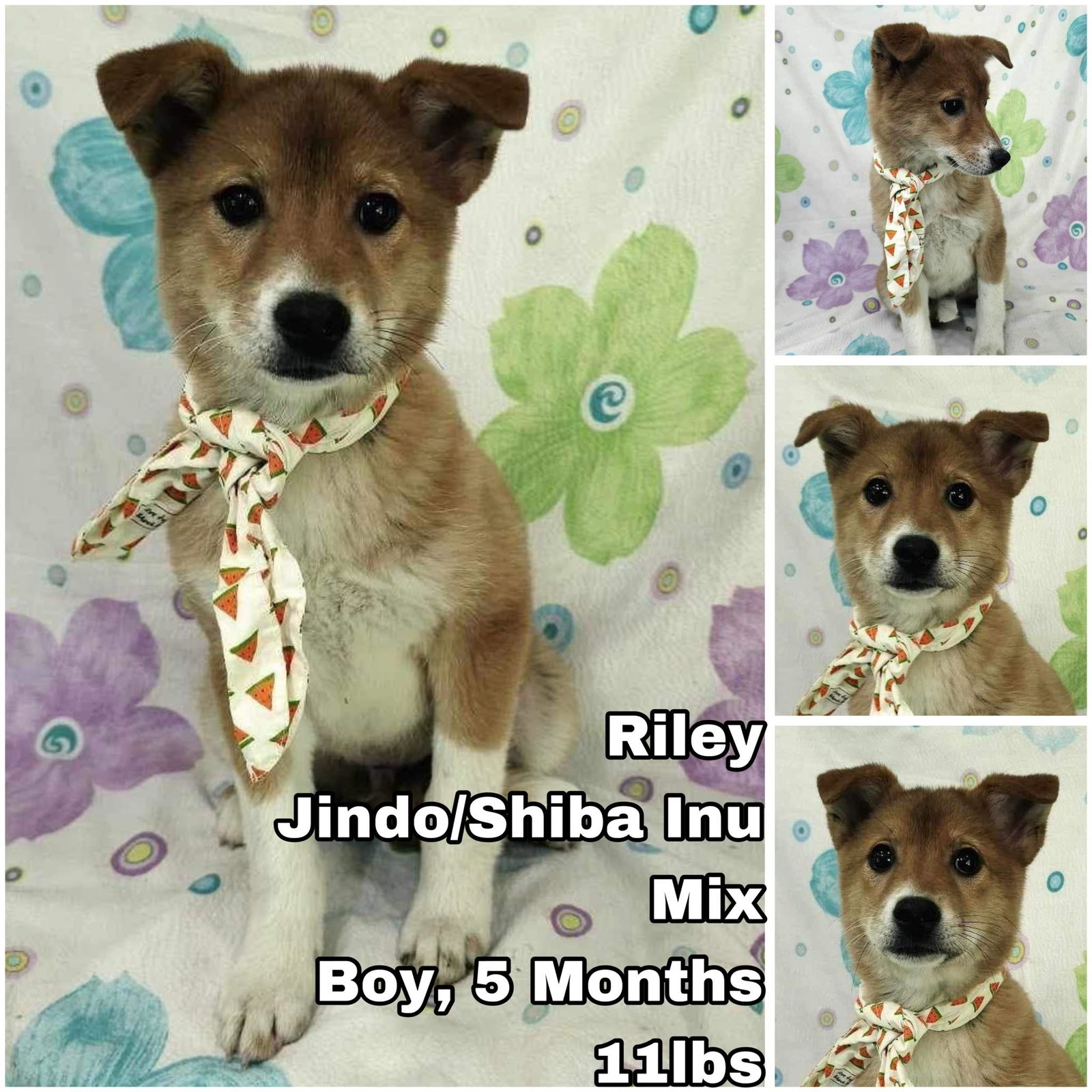 Dog for Adoption - Riley from Korea, a Jindo (Korean) in Sumner, WA ...