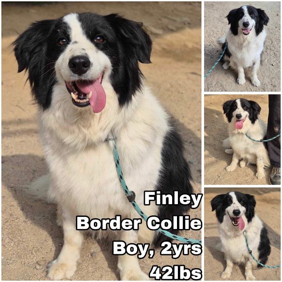 Dog for Adoption - Finley from Korea, a Border Collie in Kent, WA ...