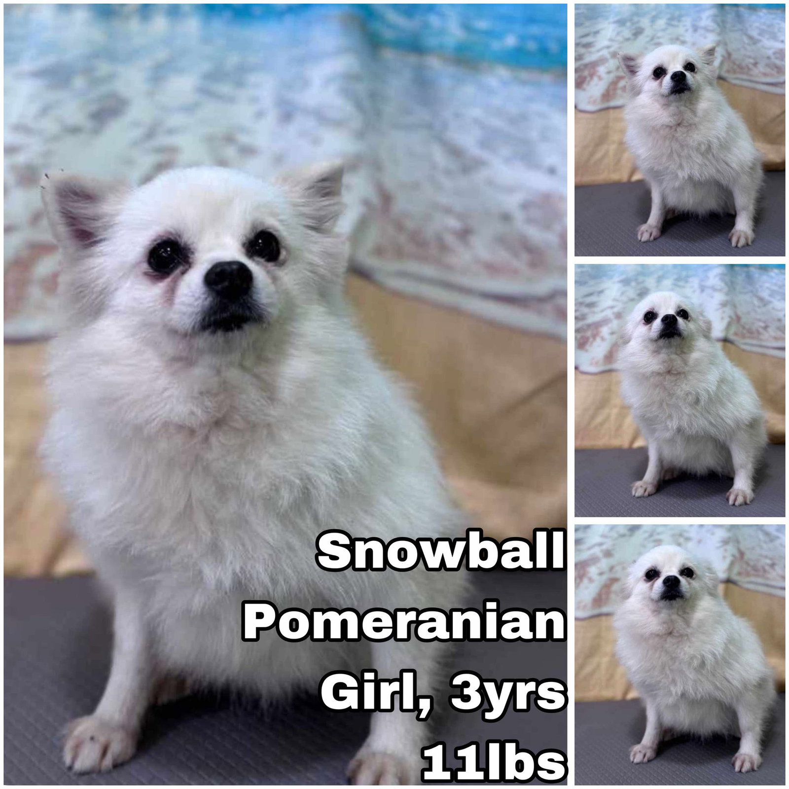 Dog for Adoption - Snowball from Korea, a Pomeranian in Grand Mound, WA ...