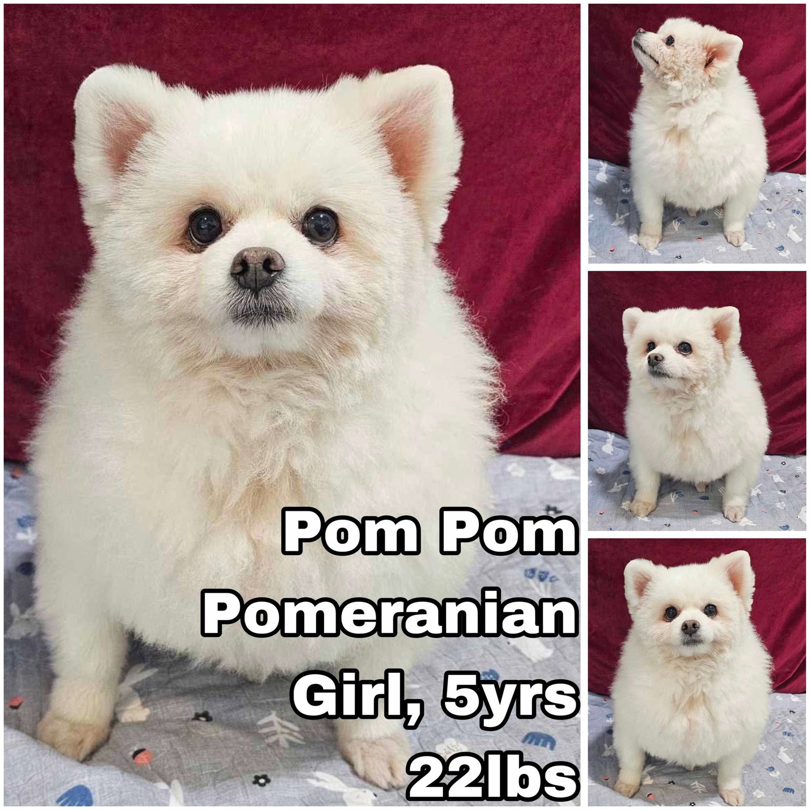 Dog for Adoption - Pom Pom from Korea, a Pomeranian in Grand Mound, WA ...
