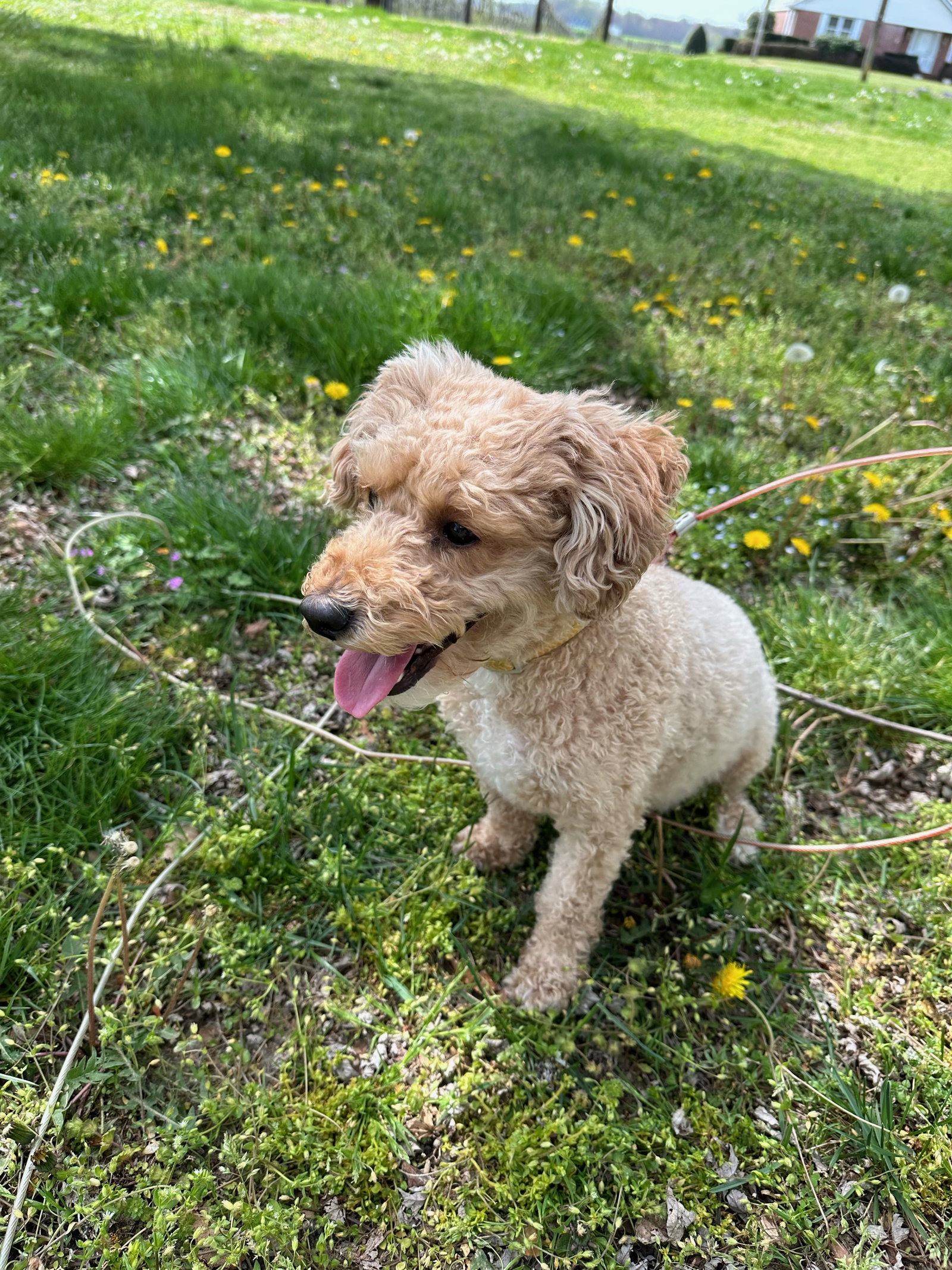 Dog for Adoption - Harley, a Cockapoo in Piscataway, NJ | Alpha Paw