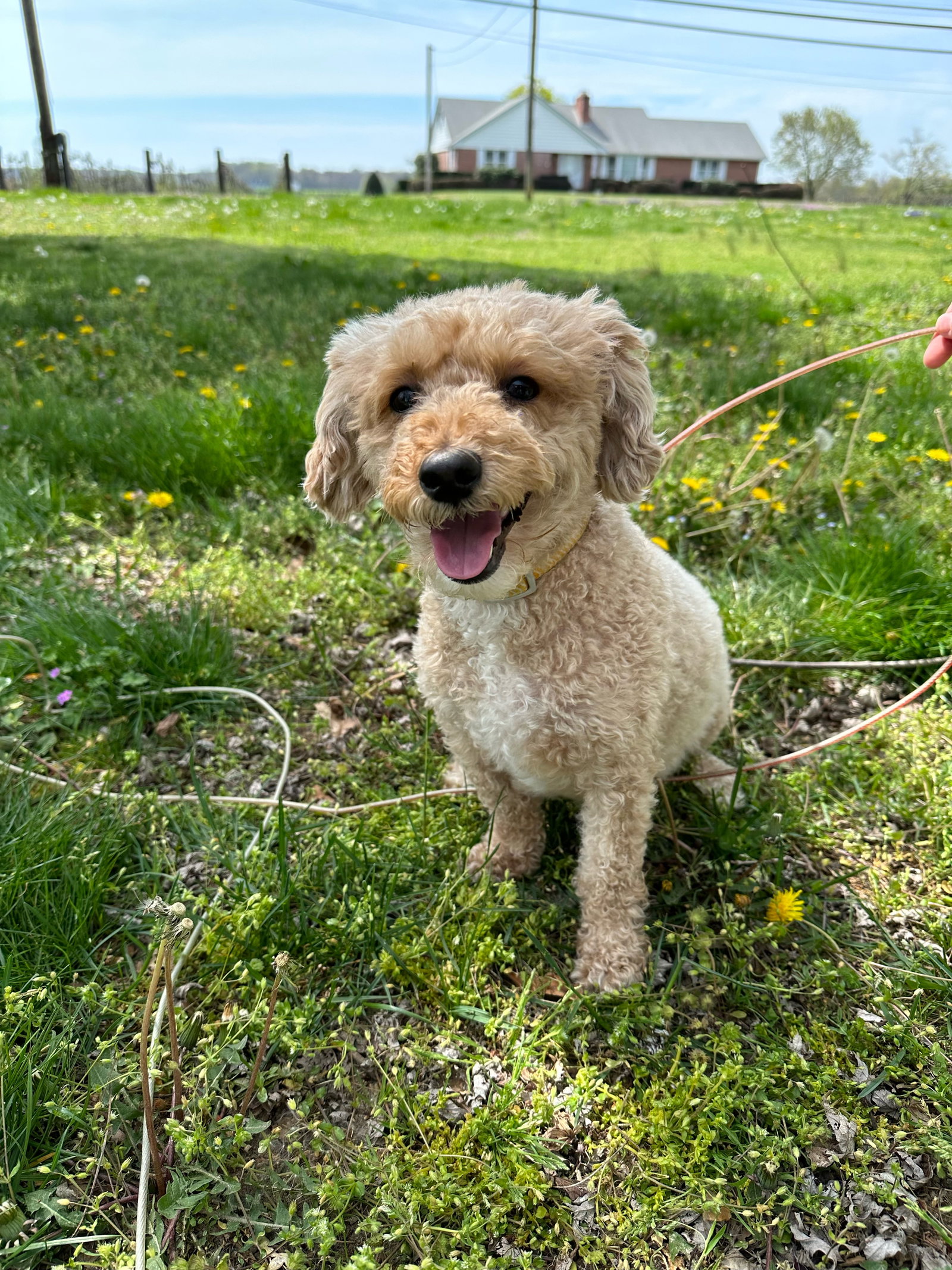 Dog for Adoption - Harley, a Cockapoo in Piscataway, NJ | Alpha Paw