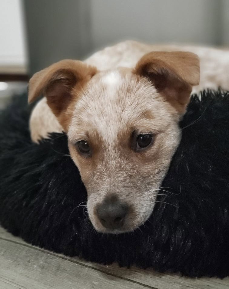 Dog for Adoption - Beth, a Australian Cattle Dog/Blue Heeler in ...
