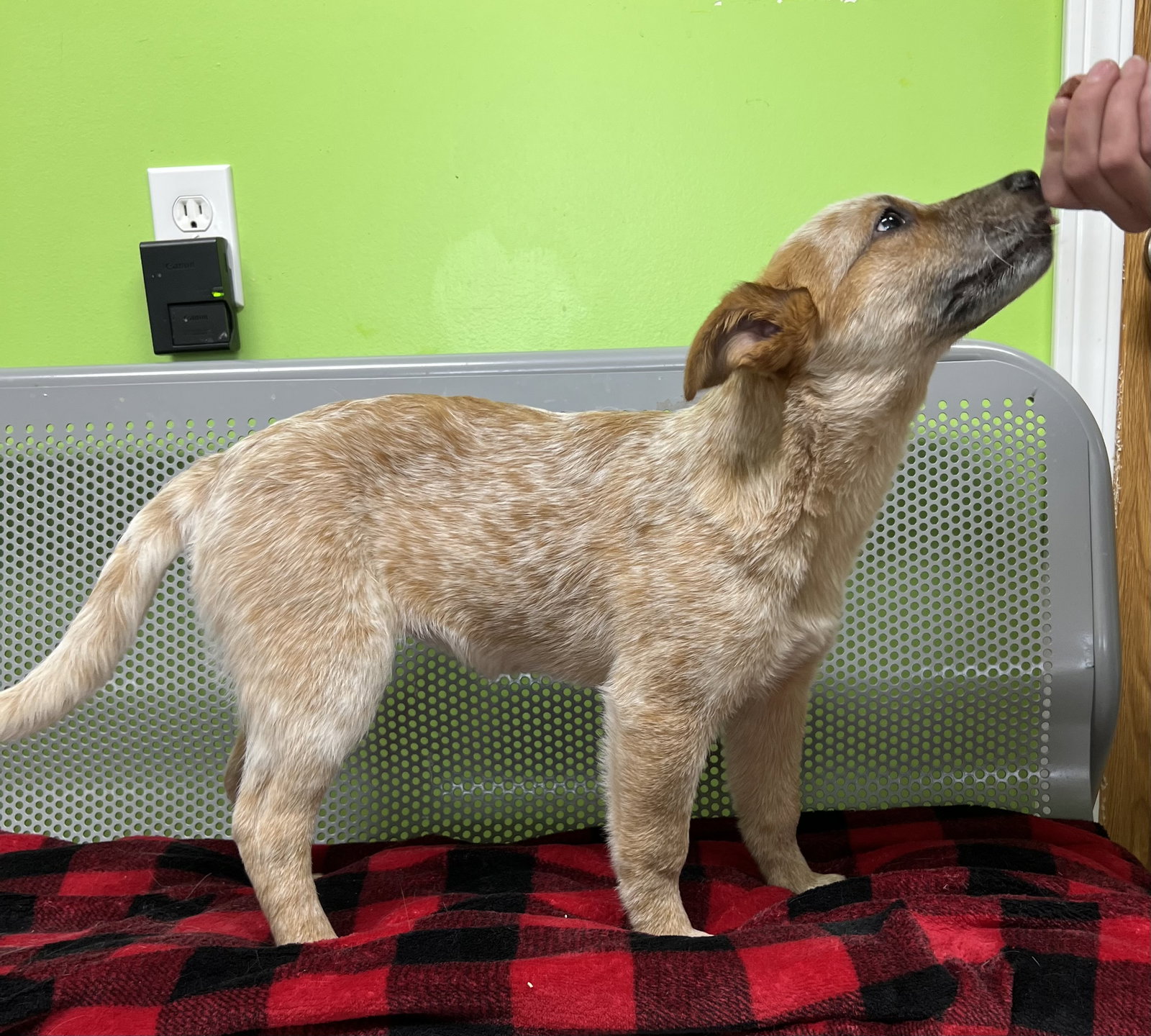 Dog for Adoption - Beth, a Australian Cattle Dog/Blue Heeler in ...