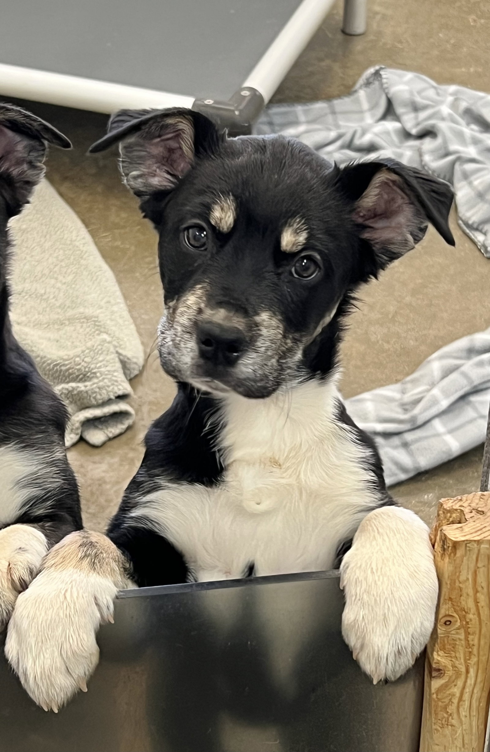 Dog for Adoption - Dixie, a Husky in Jackson, MN | Alpha Paw