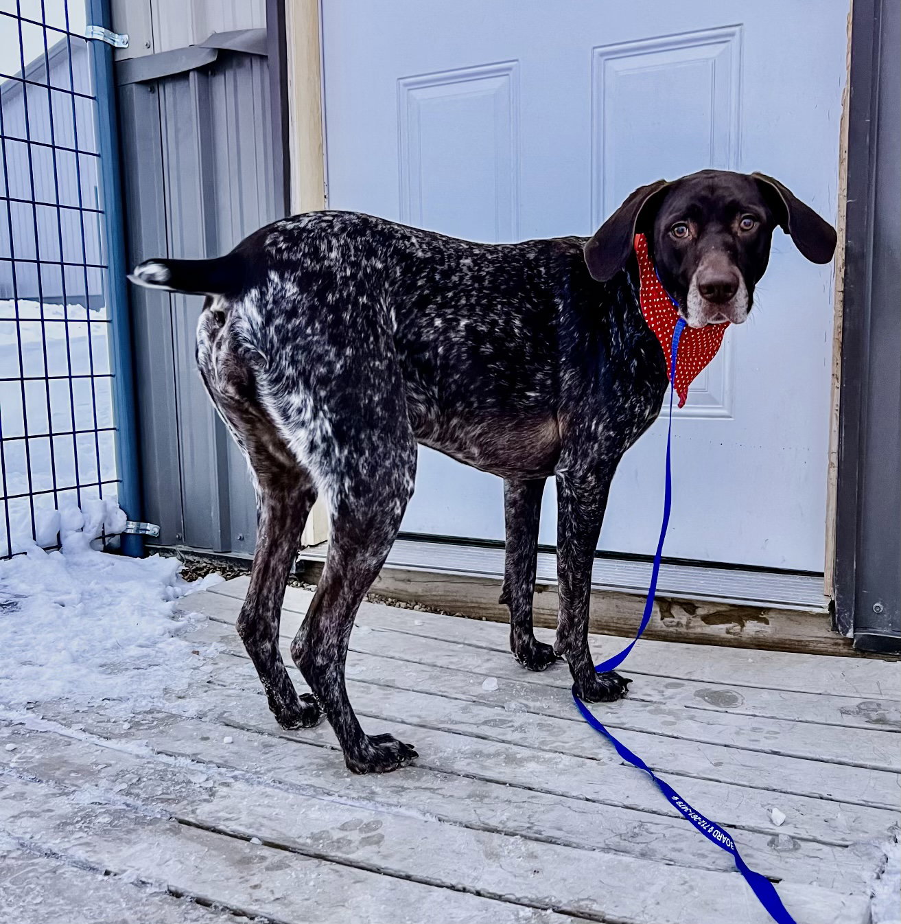 Dog for Adoption - Grace, a German Shorthaired Pointer in Fairmont, MN ...