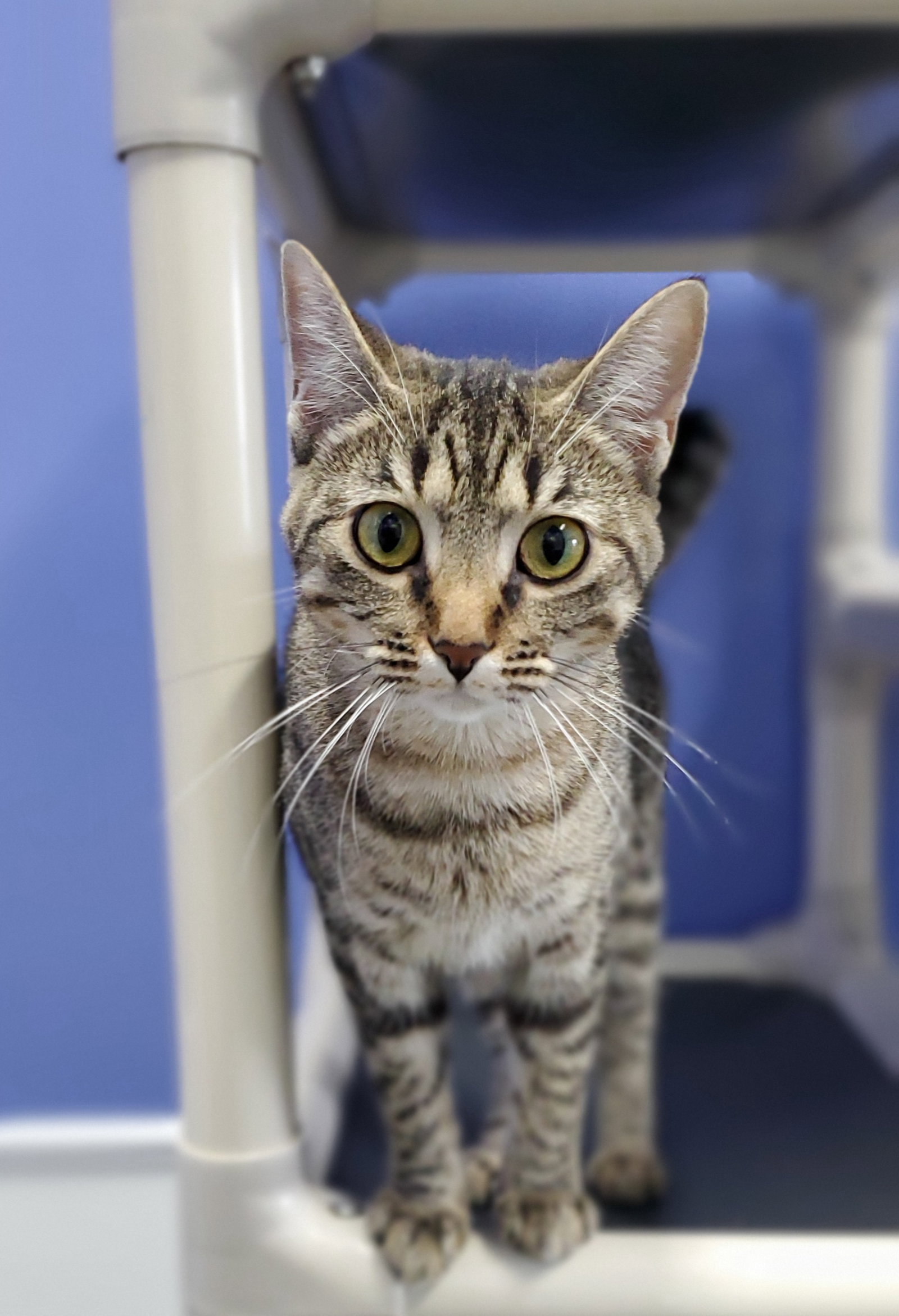 Cat adoption in Estherville, IA 51334: Domestic Short Hair (short coat ...