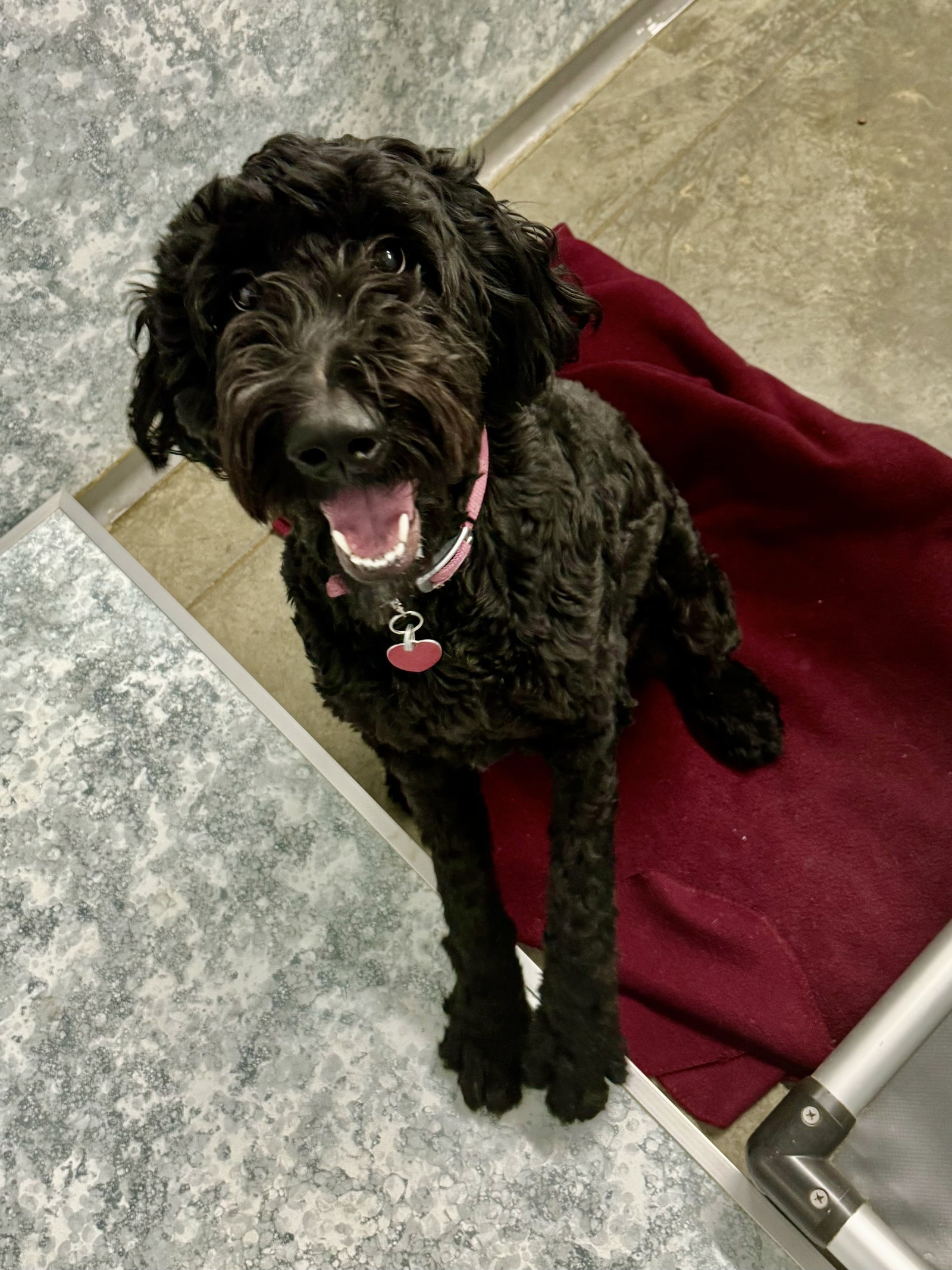 Dog for Adoption - Fritz, a Poodle (Standard) in Kossuth County, IA ...