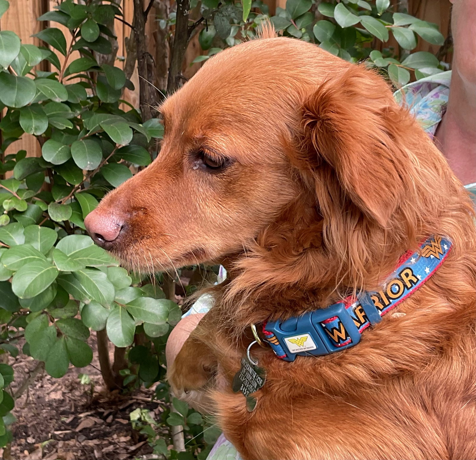 Ginger Appel's Web Page