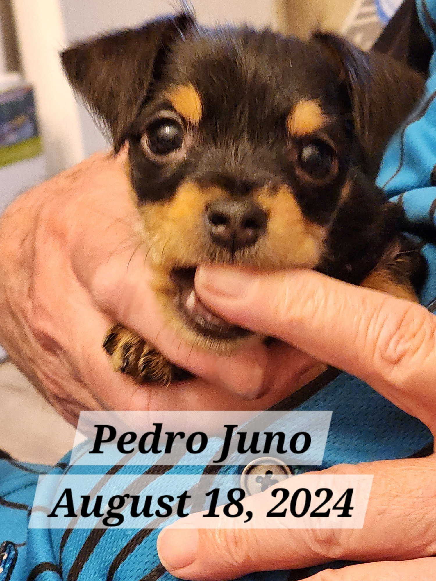 Pedro Juno's Web Page