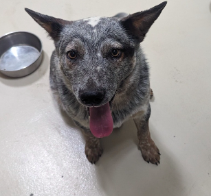 Dog for Adoption - Roger (foster or adopter needed!), a Australian ...