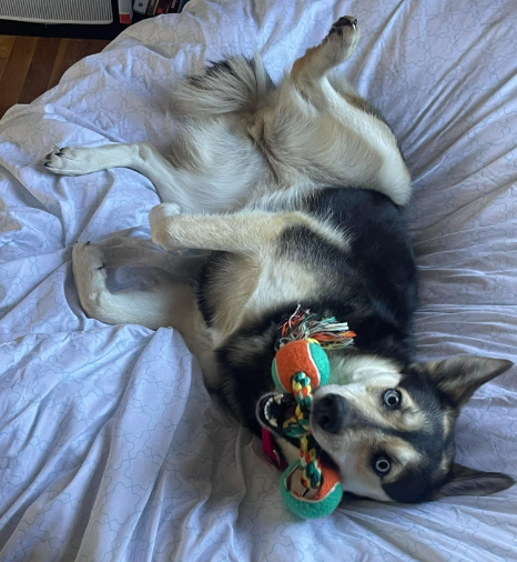 Dog for Adoption - Juno, a German Shepherd Dog in Woodbridge, NJ ...
