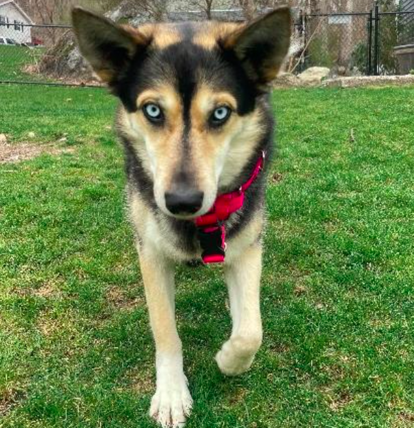 Dog for Adoption - Juno, a German Shepherd Dog in Woodbridge, NJ ...
