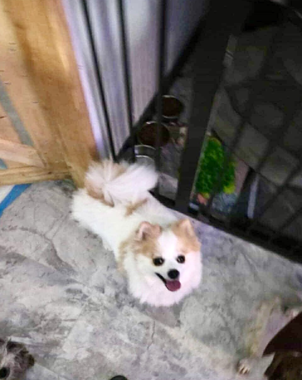 Dog for Adoption - Bella, a Pomeranian in Stamford, CT | Alpha Paw